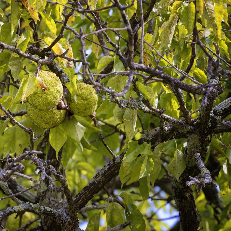 Osage Orange Tree Seeds | Hedge Apple | (maclura Pomifera) - Etsy