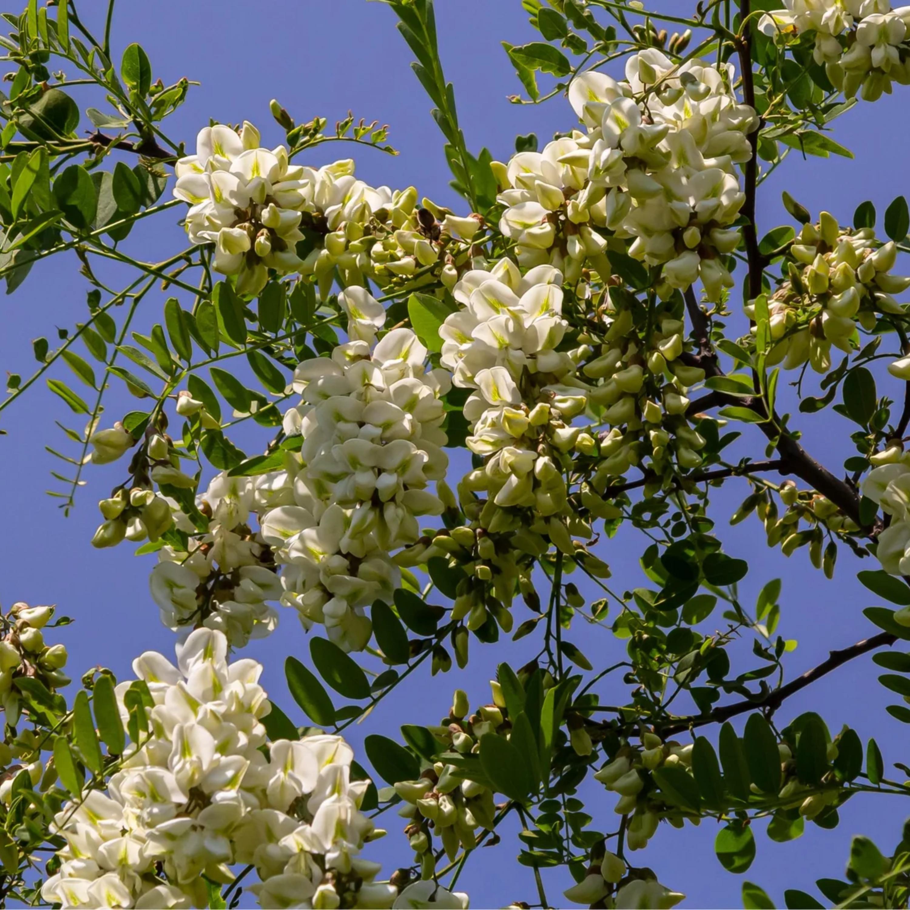 Thornless Honey Locust Seeds | Fast Growing Shade Tree | (gleditsia) - Etsy