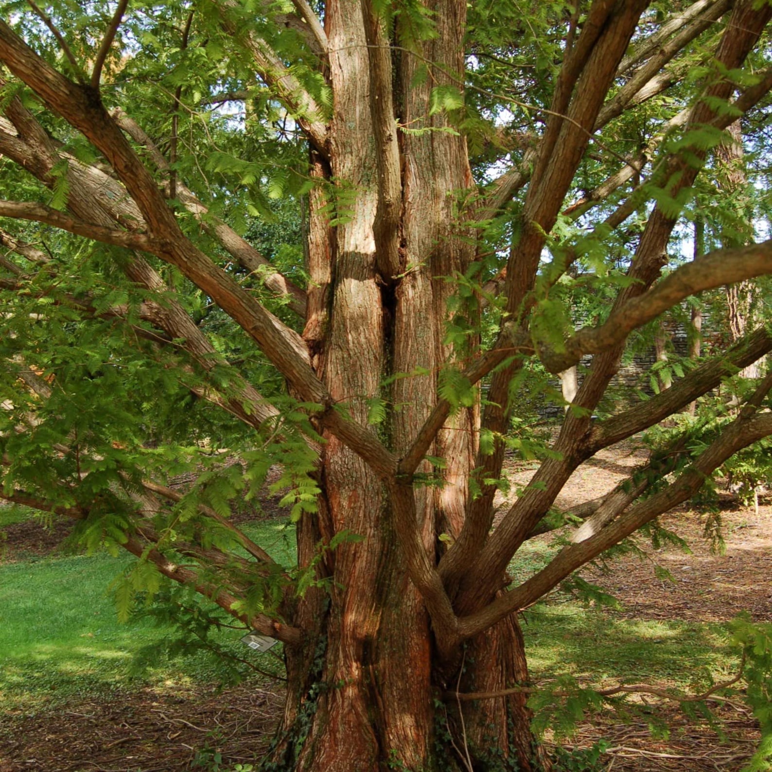 Dawn Redwood Tree Seeds | Water Fir | (metasequoia Glyptostroboides) - Etsy