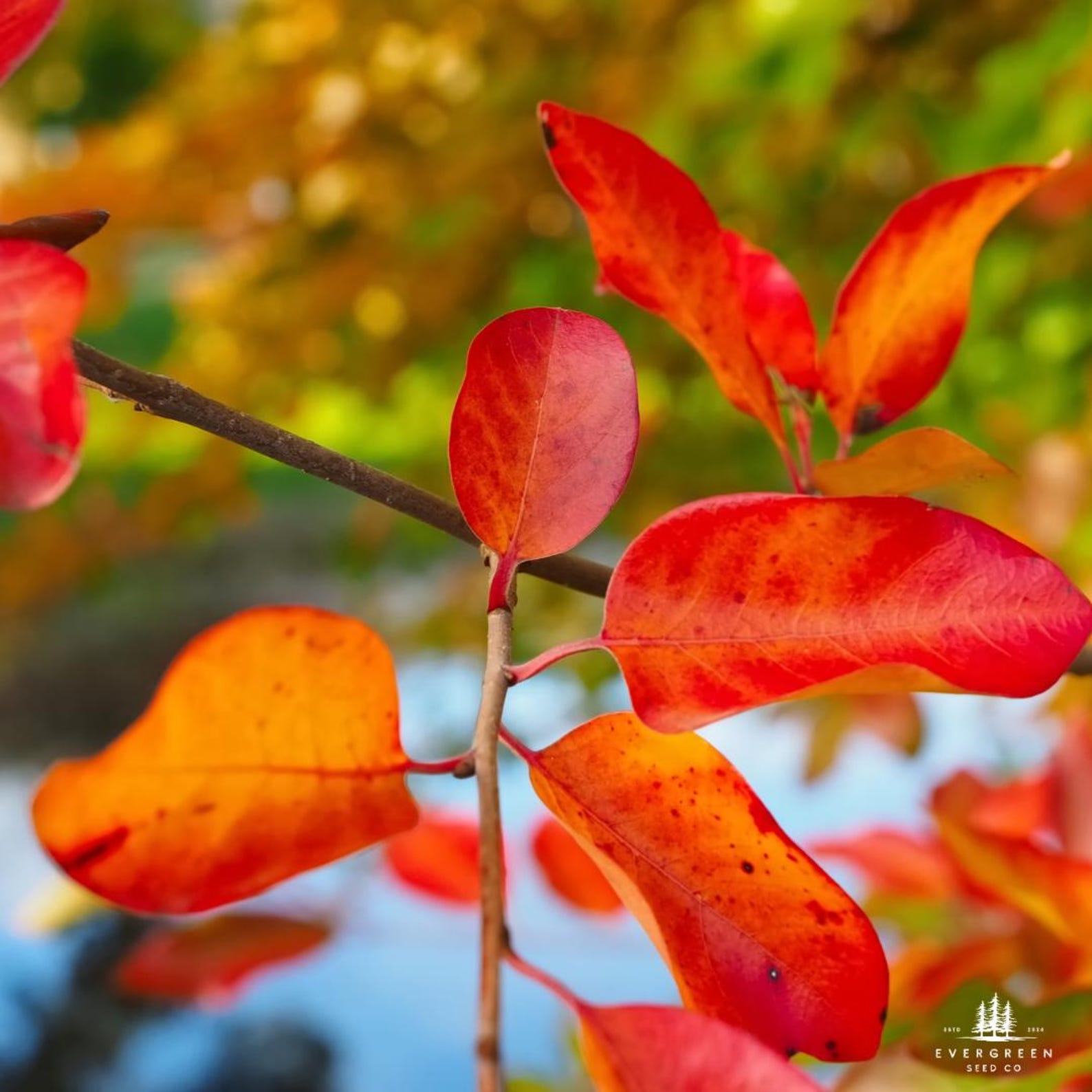 Black Tupelo (nyssa Sylvatica) | Native Tree With Fiery Fall Color and ...