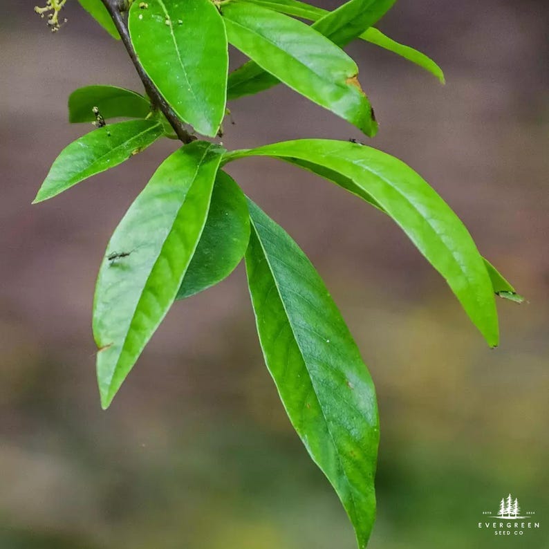 Water Tupelo Tree Seeds | Cotton Gum | (nyssa Aquatica) - Etsy