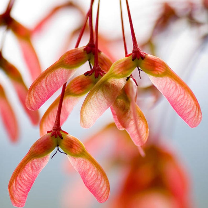 Red Maple Tree Seeds (acer Rubrum) | Hardy, Fast-growing Native for Reforestation & Wildlife - Etsy
