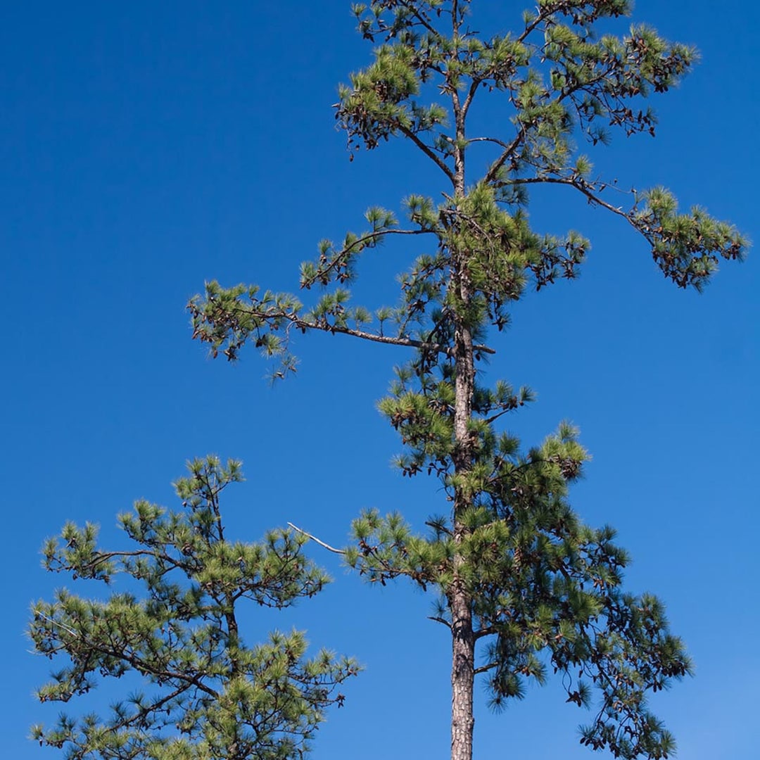 Loblolly Pine Tree Seeds Pinus Taeda Fast Growing Evergreen for ...