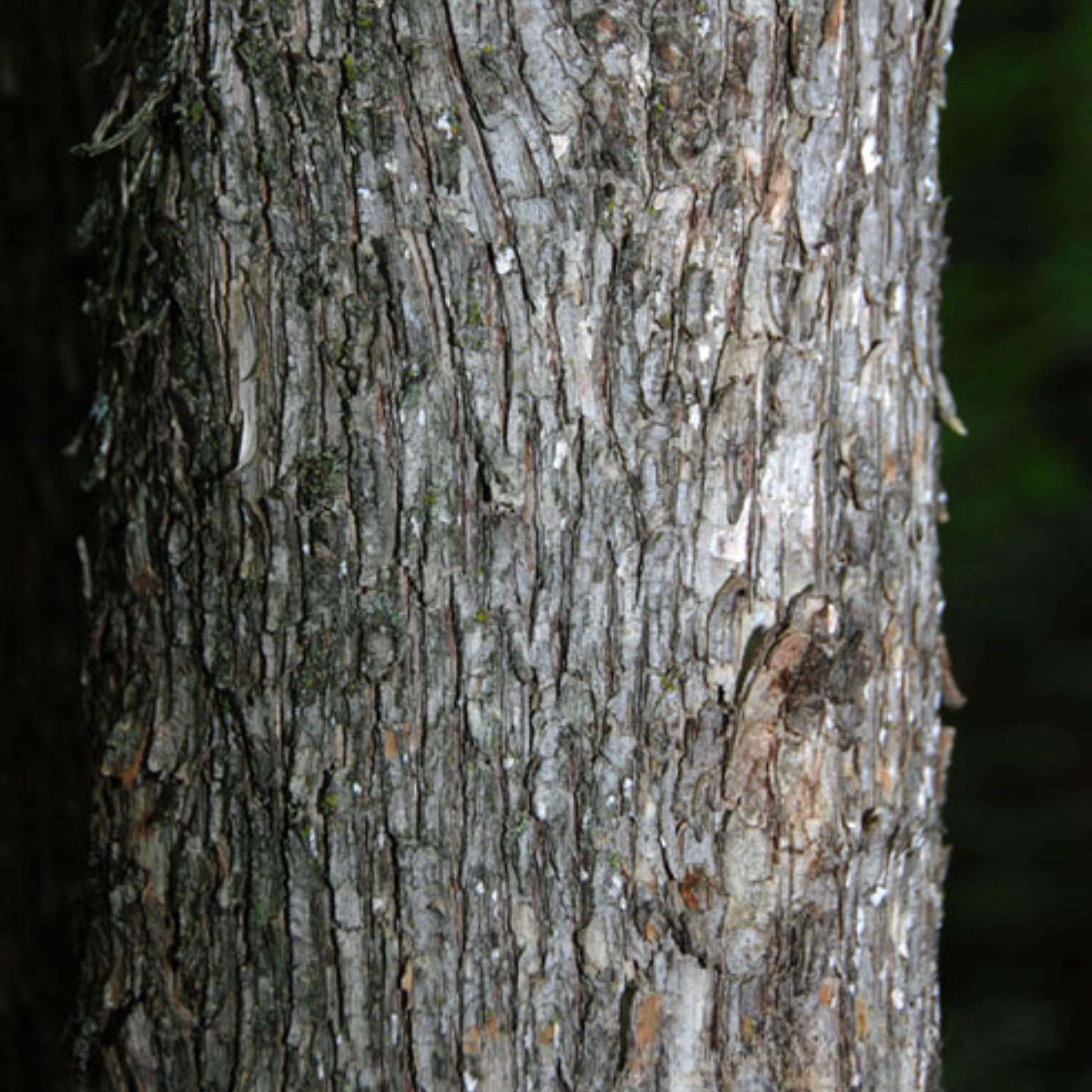 American Hophornbeam Tree Seeds: Native Shade Tree (ostrya Virginiana ...