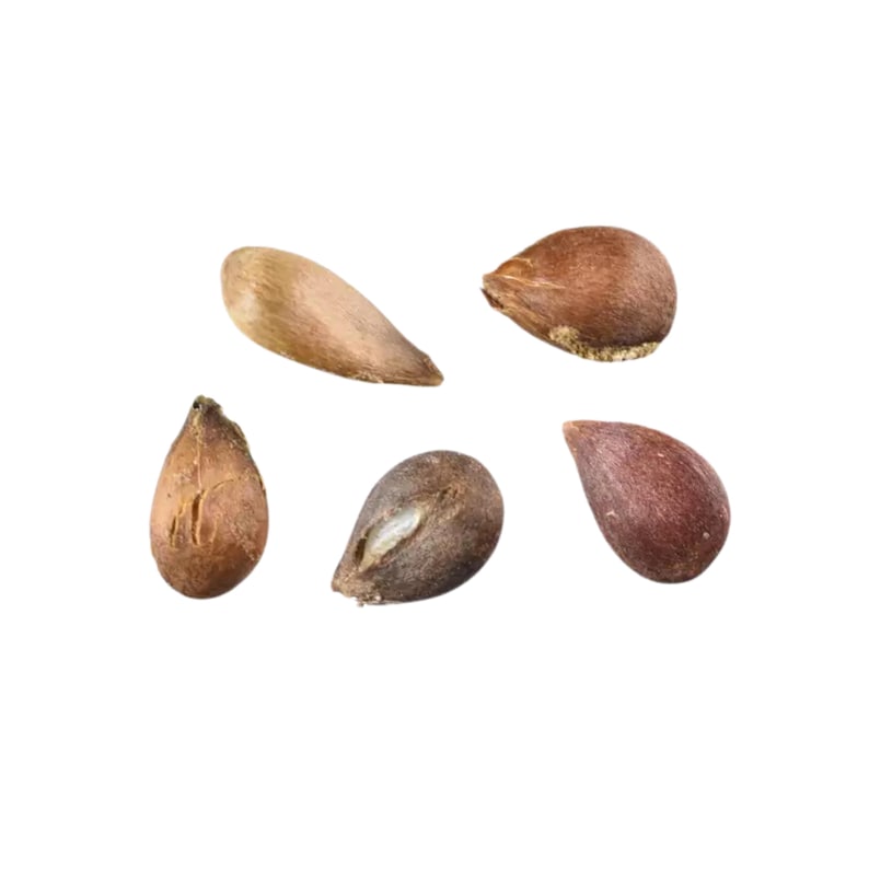 Honeycrisp Apple Tree Seeds | (malus Domestica) - Etsy