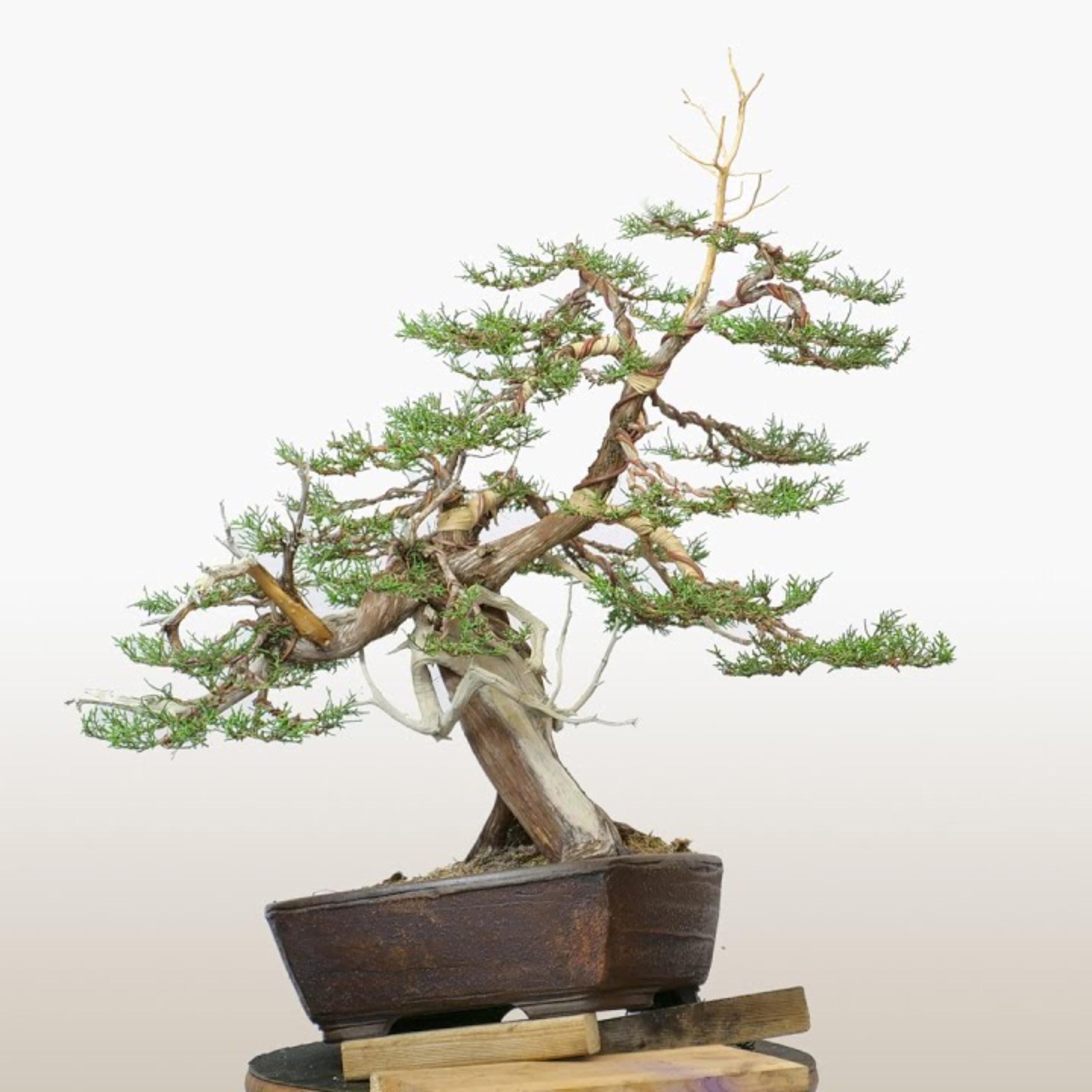 Oneseed Juniper | Cherrystone Juniper Seeds (juniperus Monosperma ...