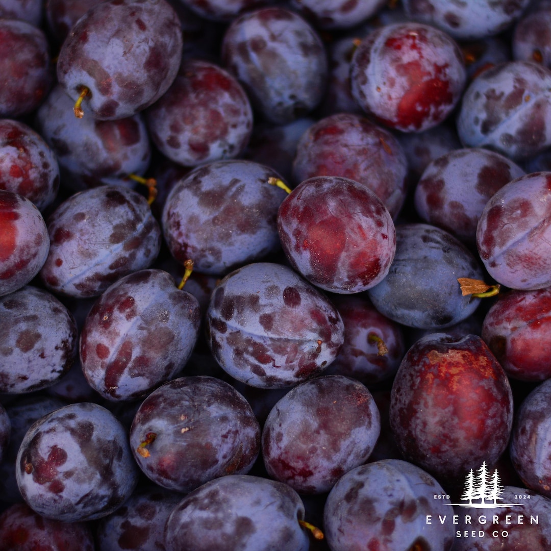 American Plum Tree Seeds | Wild Plum | (prunus Americana) - Etsy