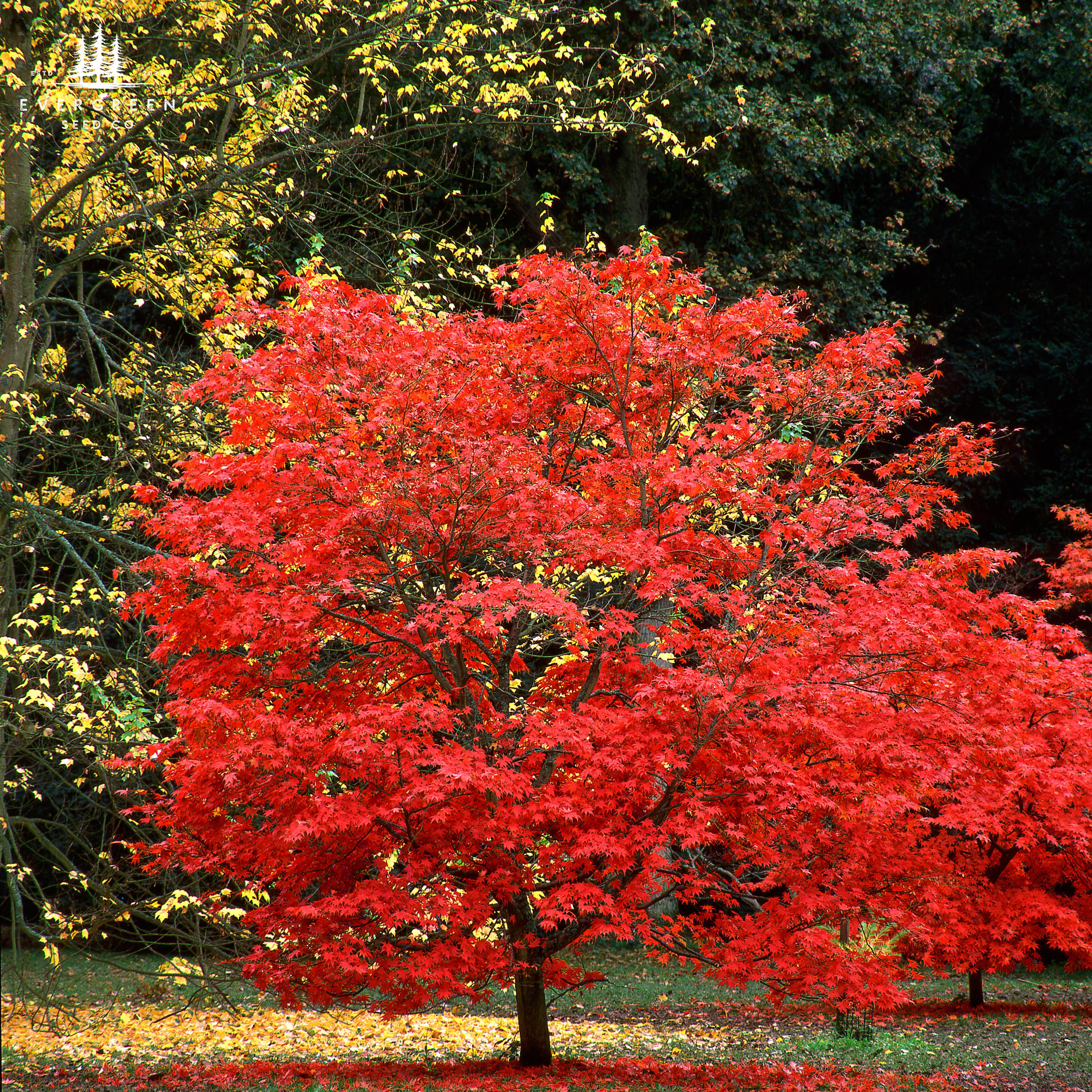 Red Maple Tree Seeds (acer Rubrum) | Hardy, Fast-growing Native for ...