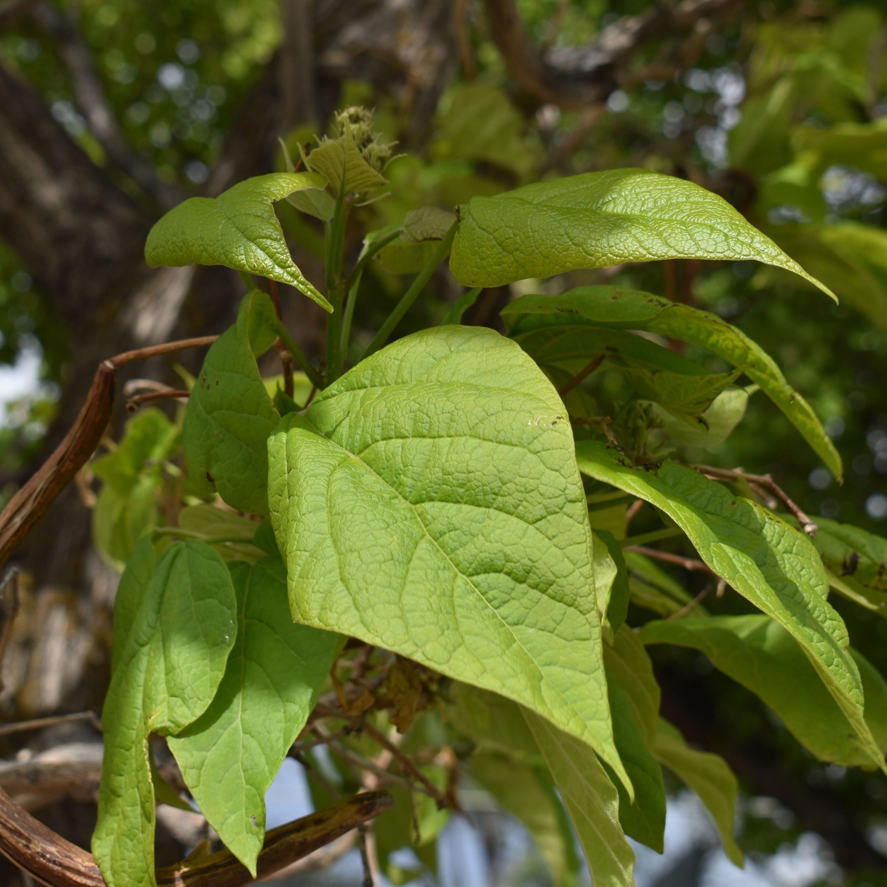 Southern Catalpa Tree Seeds catalpa Bignonioides Fast-growing Shade ...