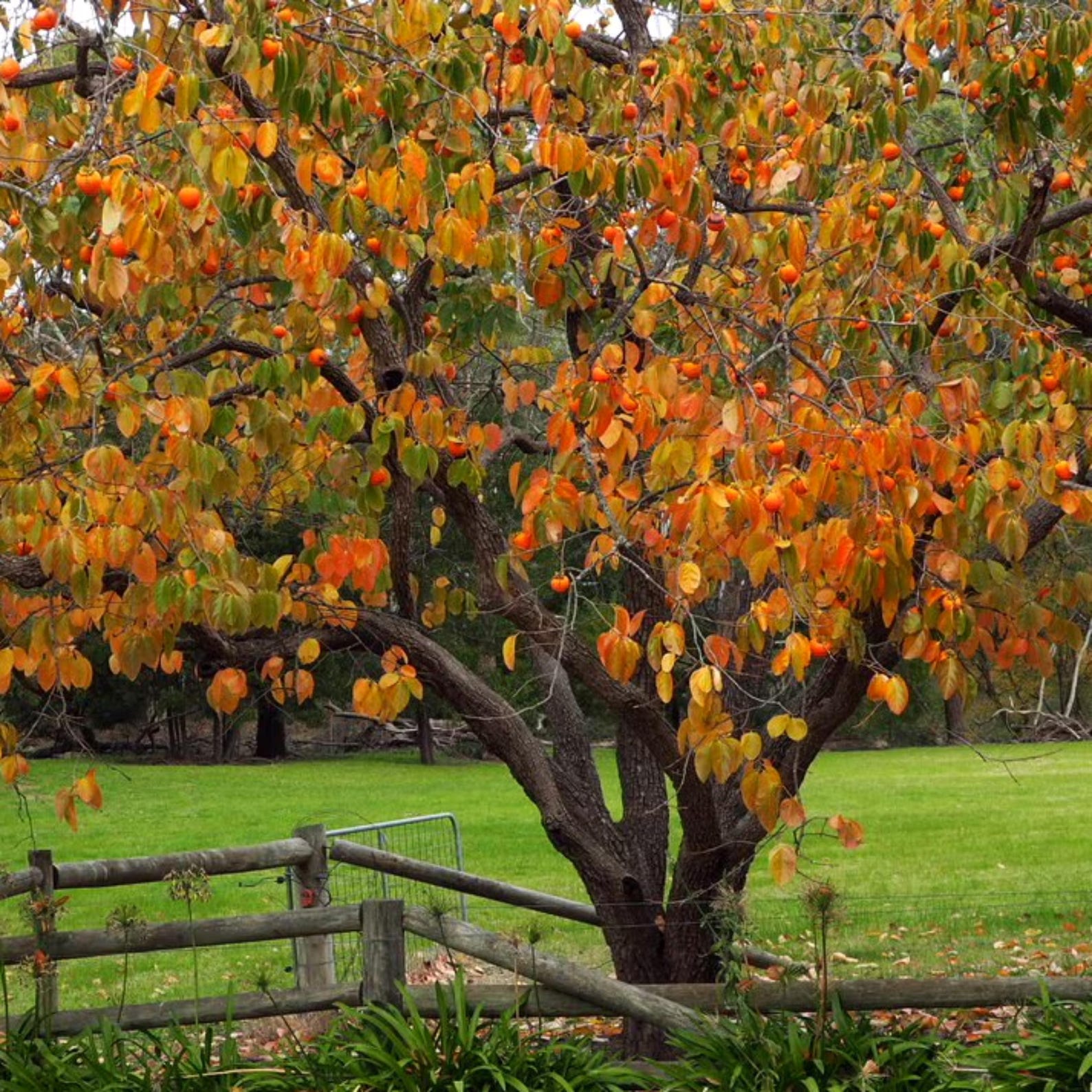 American Persimmon Seeds | Native Fruit Tree | (diospyros Virginiana ...