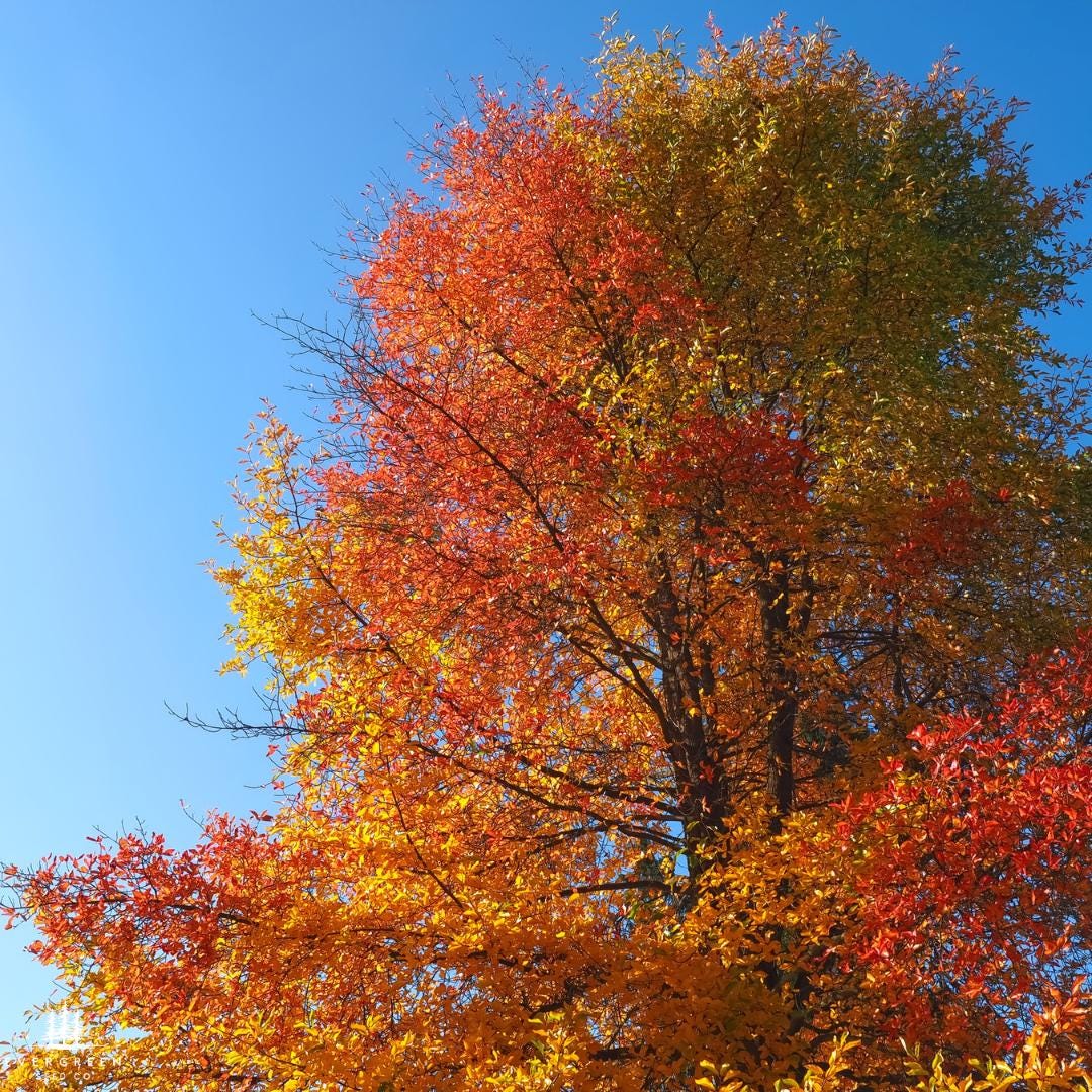Black Tupelo (nyssa Sylvatica) | Native Tree With Fiery Fall Color and ...