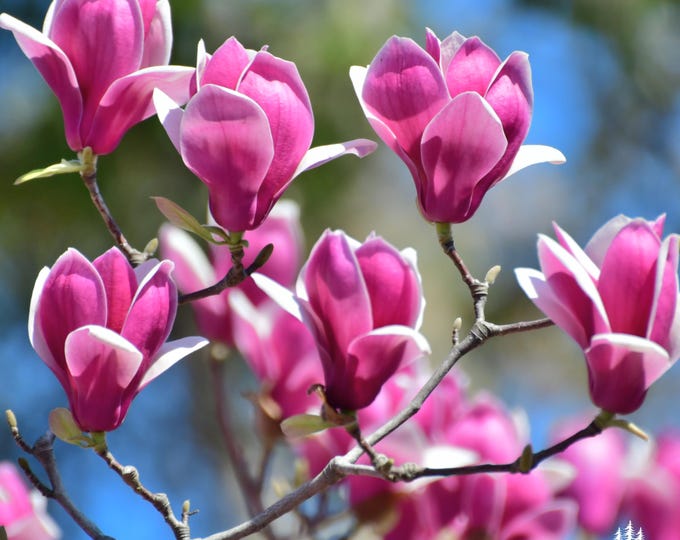 Lily Magnolia Tree Seeds | Grow Stunning Pink-purple Flowers | Hardy ...