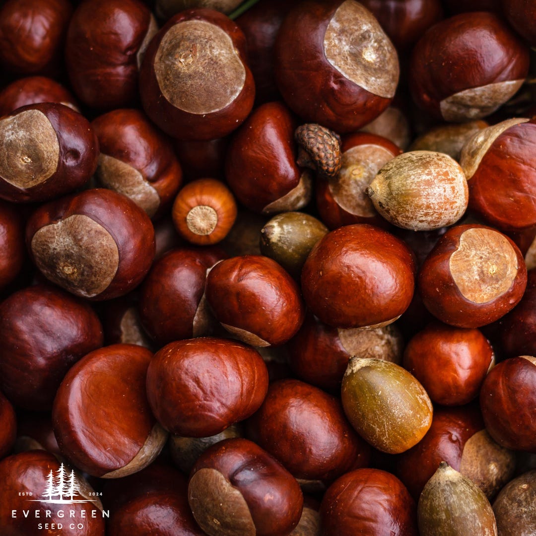 Dunstan Chestnut Seeds | Blight-resistant, Fast-growing, Hardy Nut Tree ...