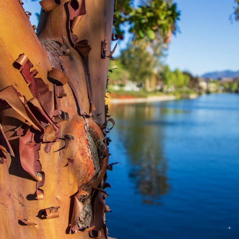 River Birch - Etsy