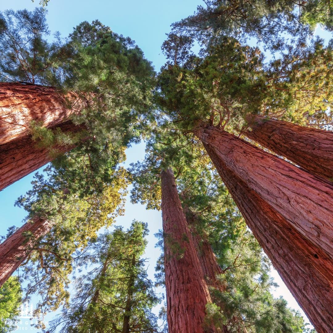 Giant Sequoia Tree Seeds | Sequoiadendron Giganteum | Legendary Long ...