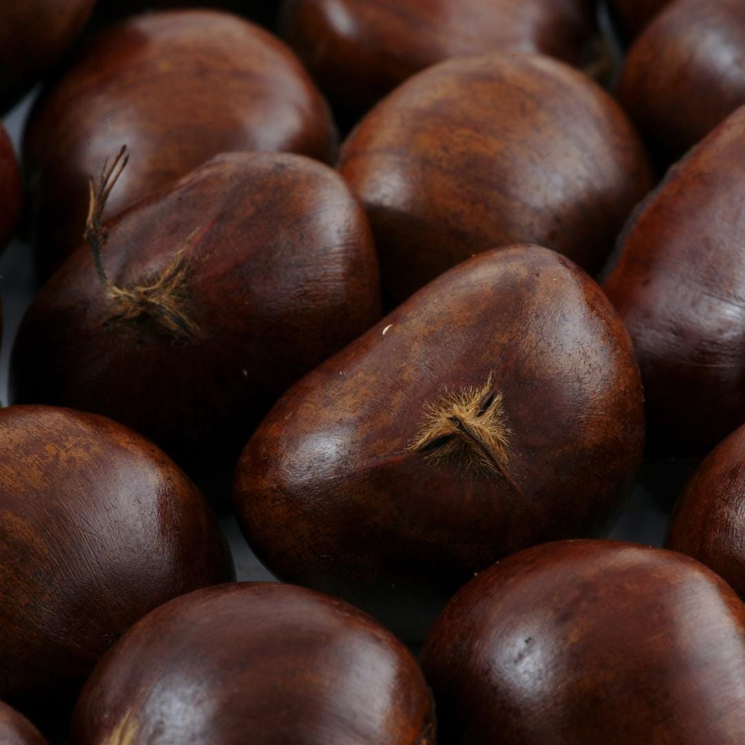 Silverleaf Japanese Chestnut Tree Seeds: Blight Resistant, Hardy Nut ...