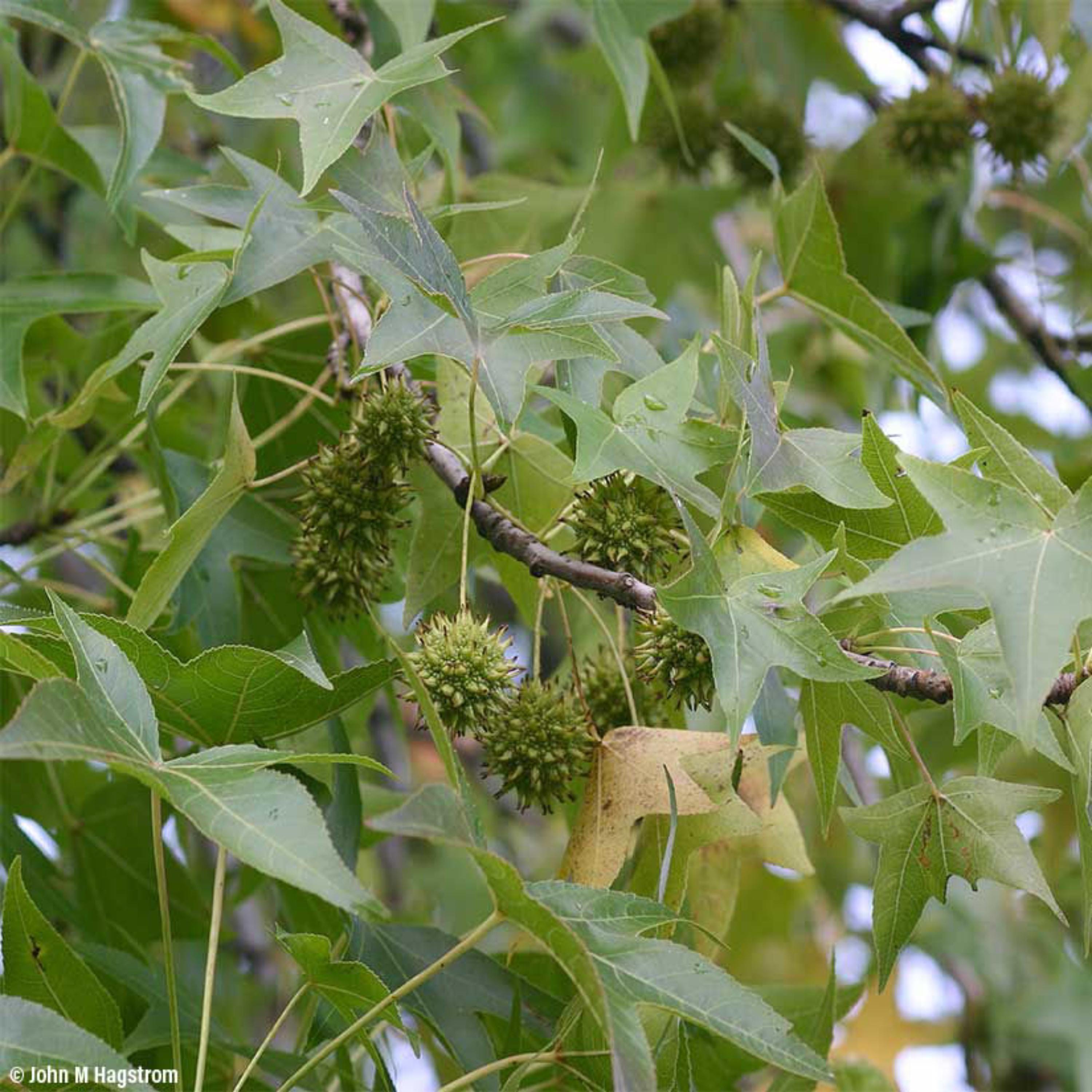 Sweet Gum Tree Seeds: Liquidambar Styraciflua, Vibrant Fall Colors - Etsy