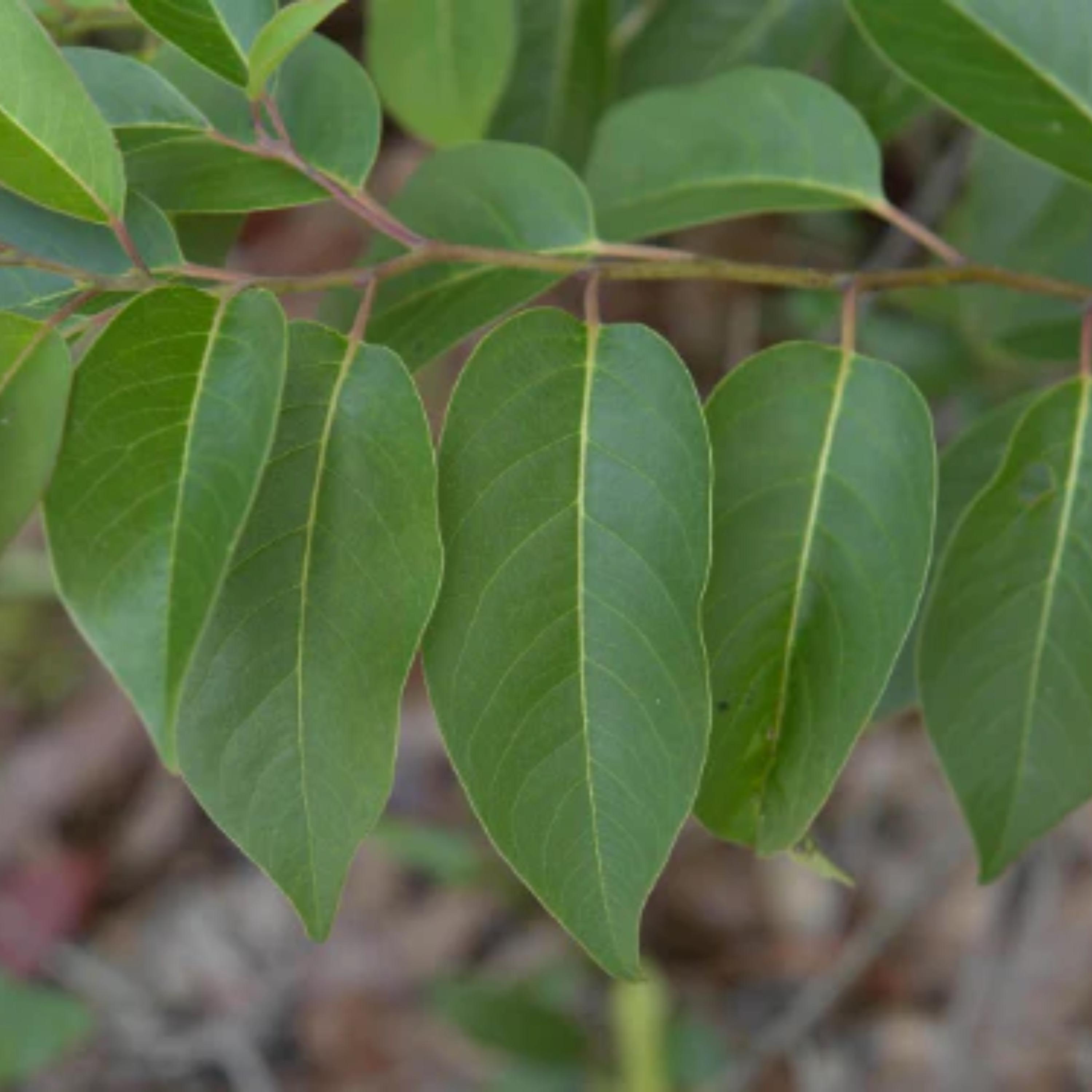 Common Persimmon Tree Seeds | American Persimmon | (diospyros ...