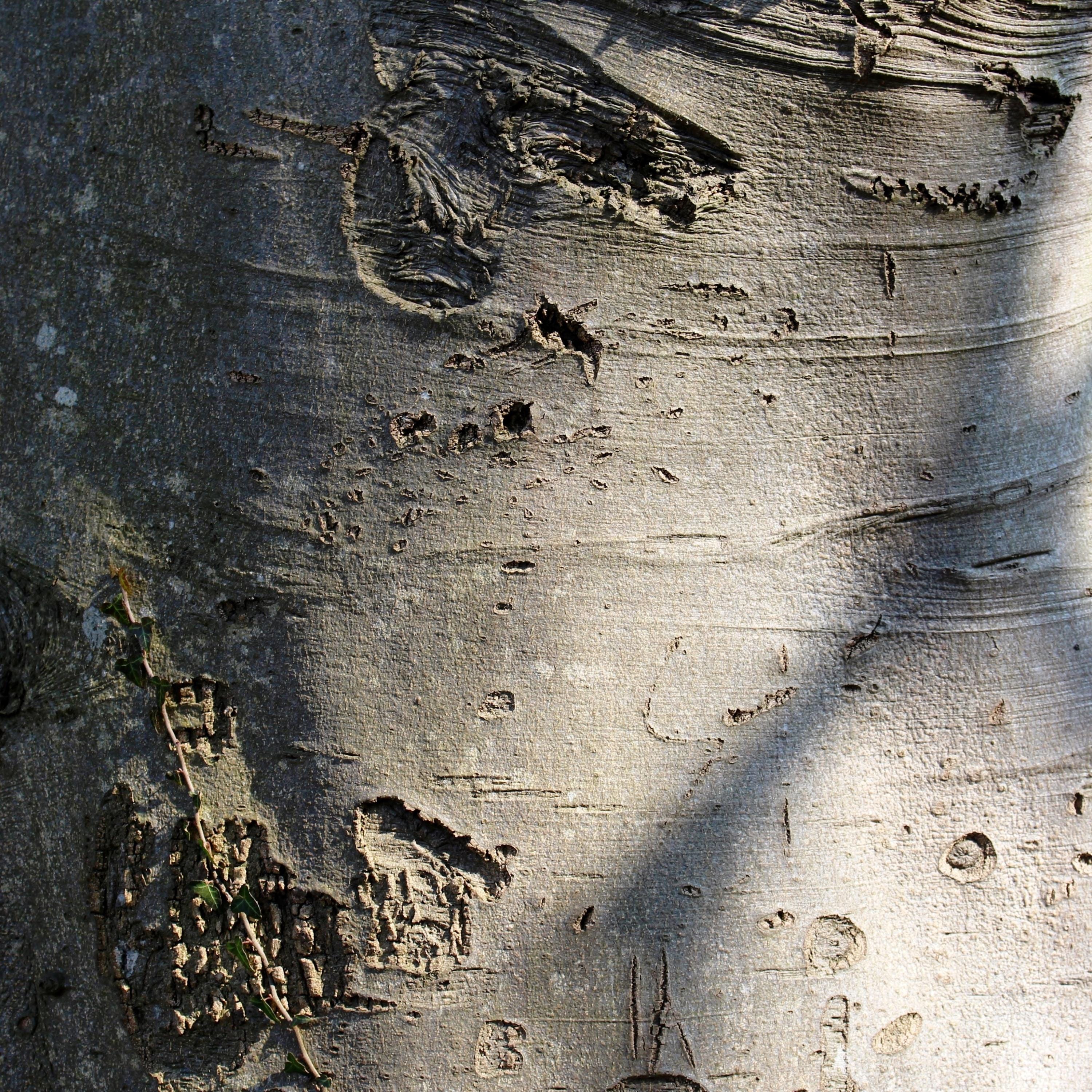 American Beech Tree Seeds | Fagus Grandifolia | Hardy Shade Tree for ...