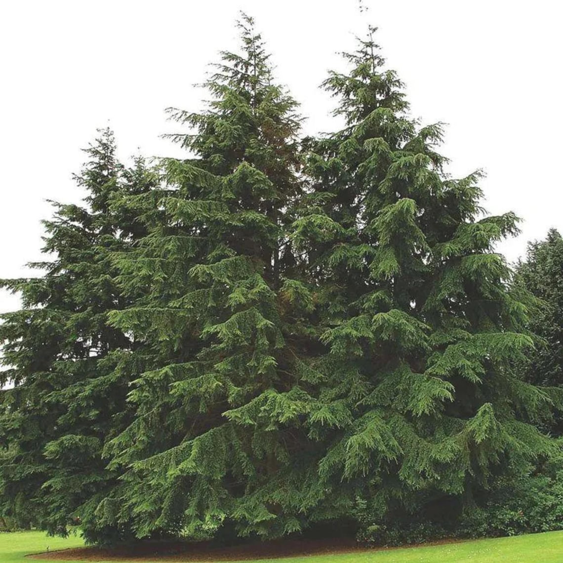Eastern Hemlock Tree Seeds: Native Tsuga Canadensis for Reforestation ...