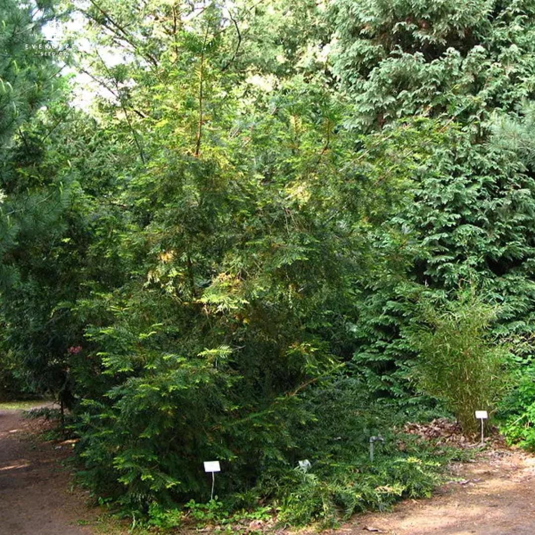 California Nutmeg Tree Seeds | Torreya Californica | Rare, Ancient ...