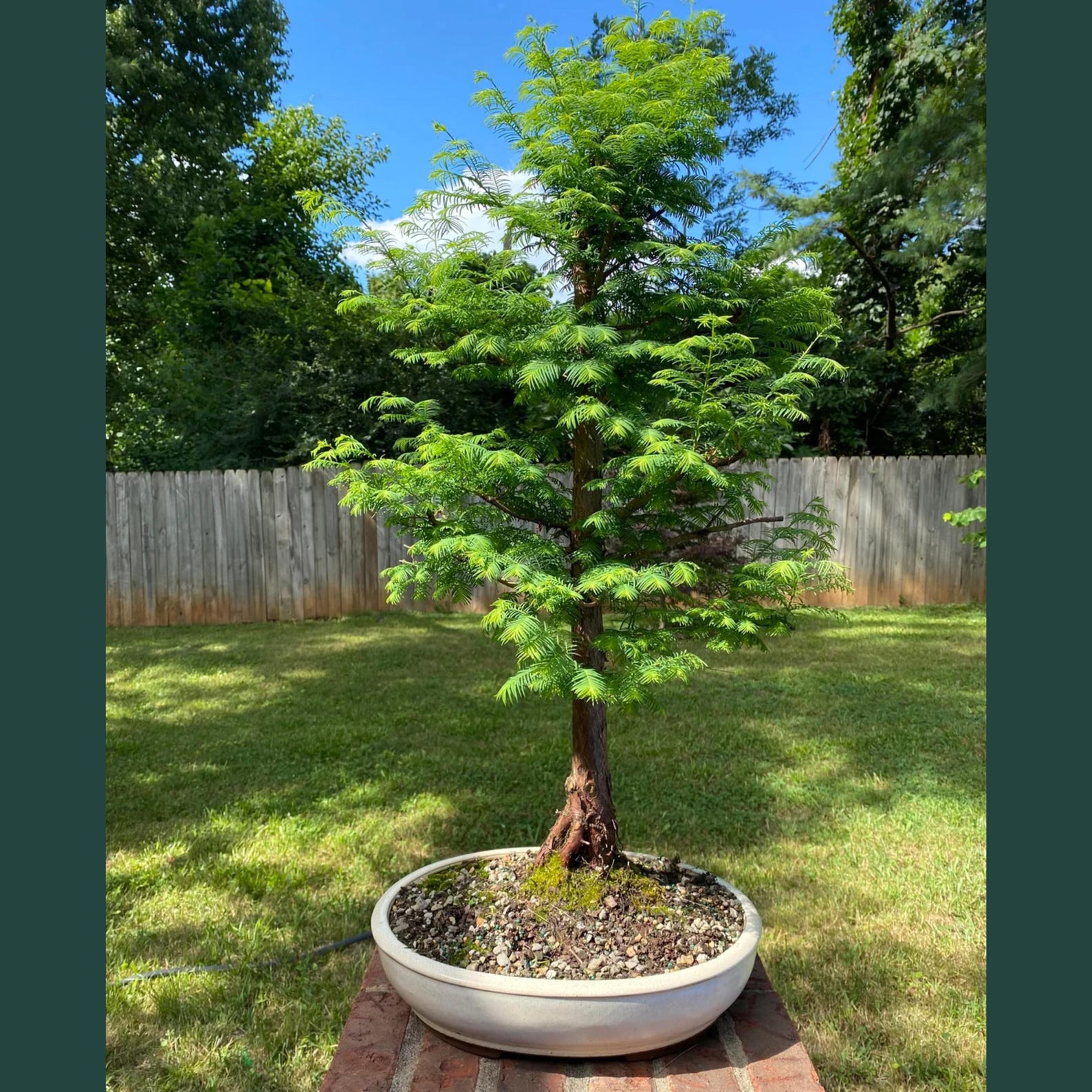Dawn Redwood Tree Seeds | Water Fir | (metasequoia Glyptostroboides) - Etsy