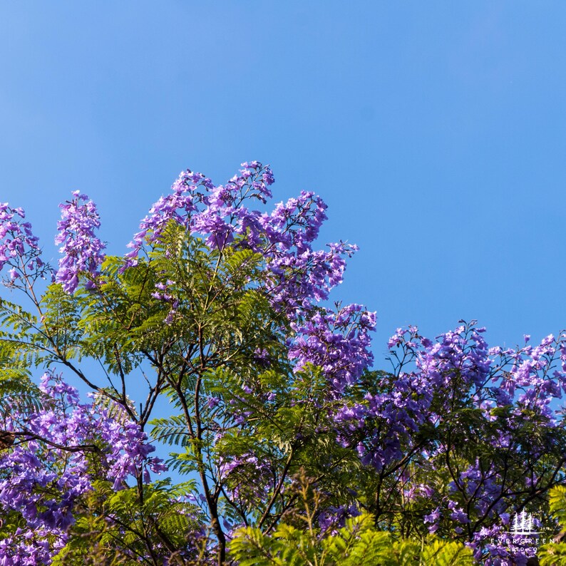 Blue Jacaranda Tree Seeds | Purple Flowering Tree | Jacaranda ...