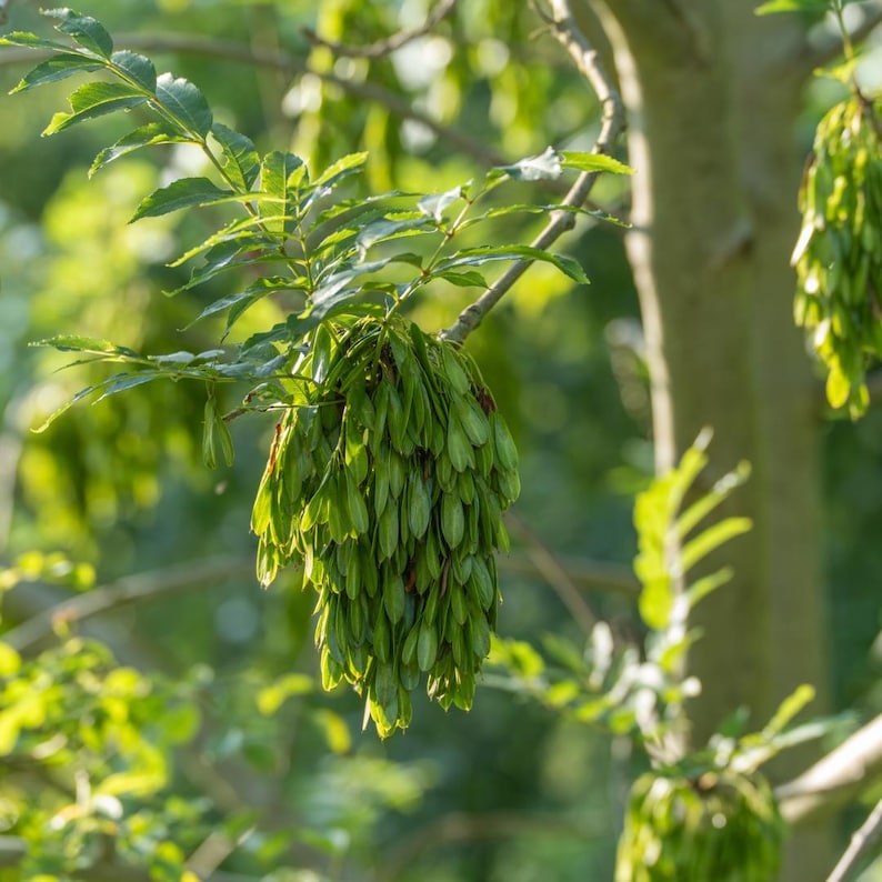 Green Ash Tree Seeds | Red Ash | (fraxinus Pennsylvanica) - Etsy