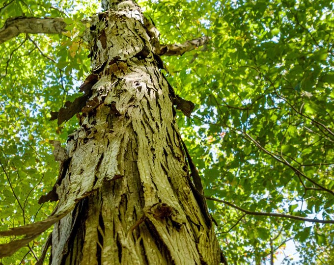 Shagbark Hickory (carya Ovata) | Majestic Hardwood With Edible Nuts ...