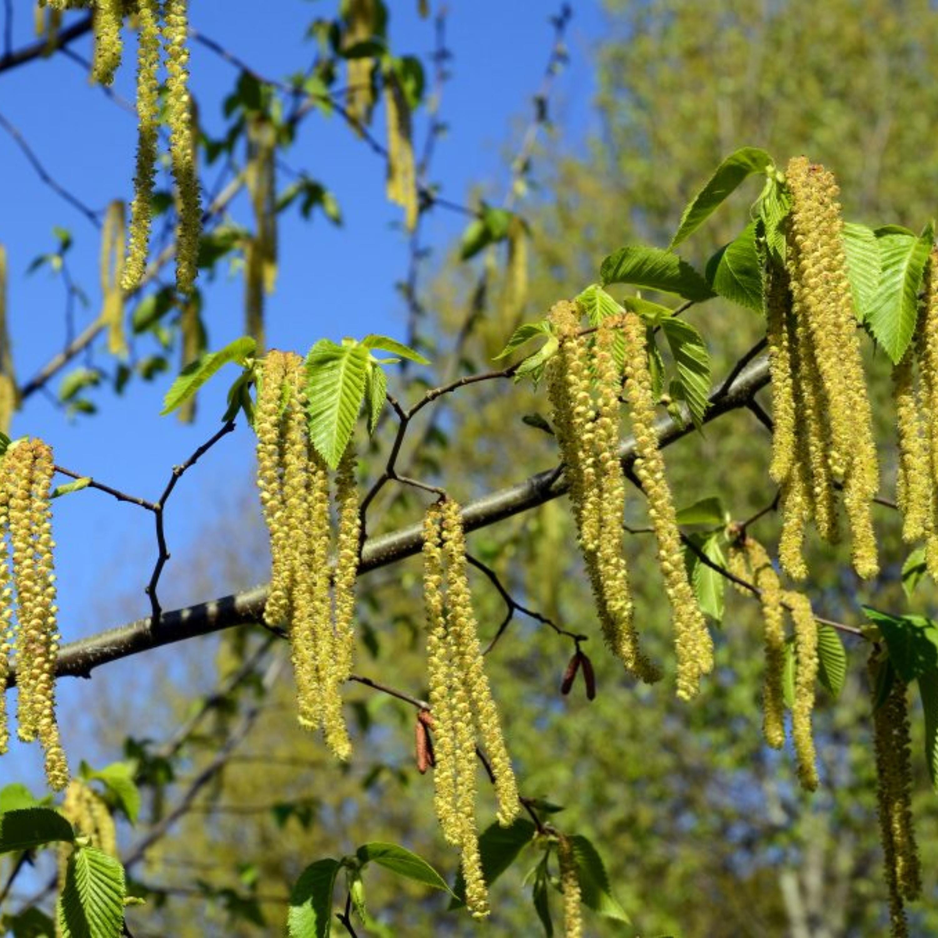 American Hophornbeam Tree Seeds: Native Shade Tree (ostrya Virginiana ...