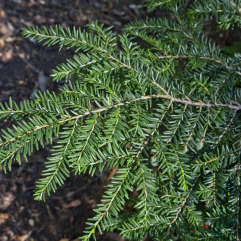 Eastern Hemlock Tree Seeds | (tsuga Canadensis) - Etsy