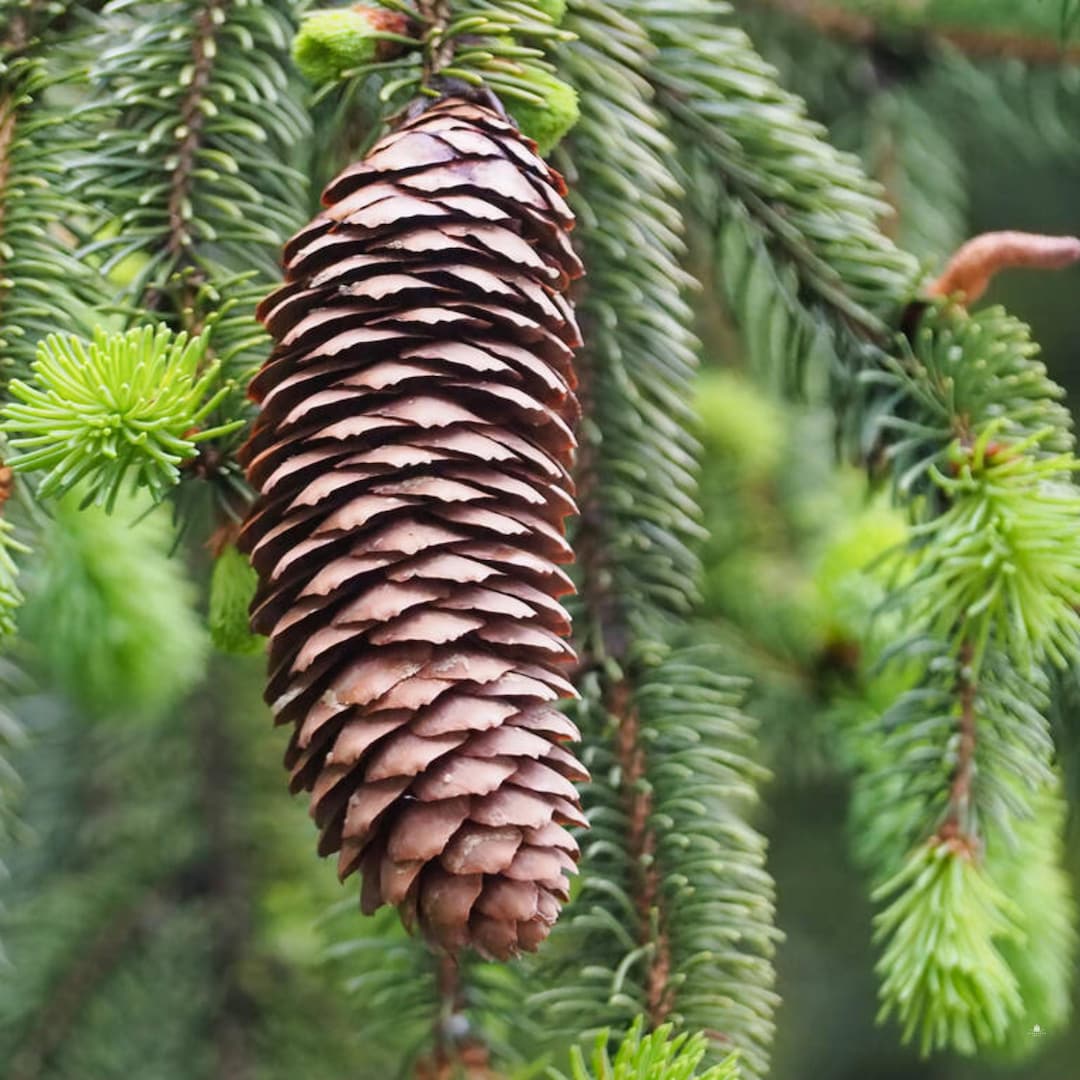 Norway Spruce Tree Seeds (picea Abies) | Hand-harvested Evergreen for ...