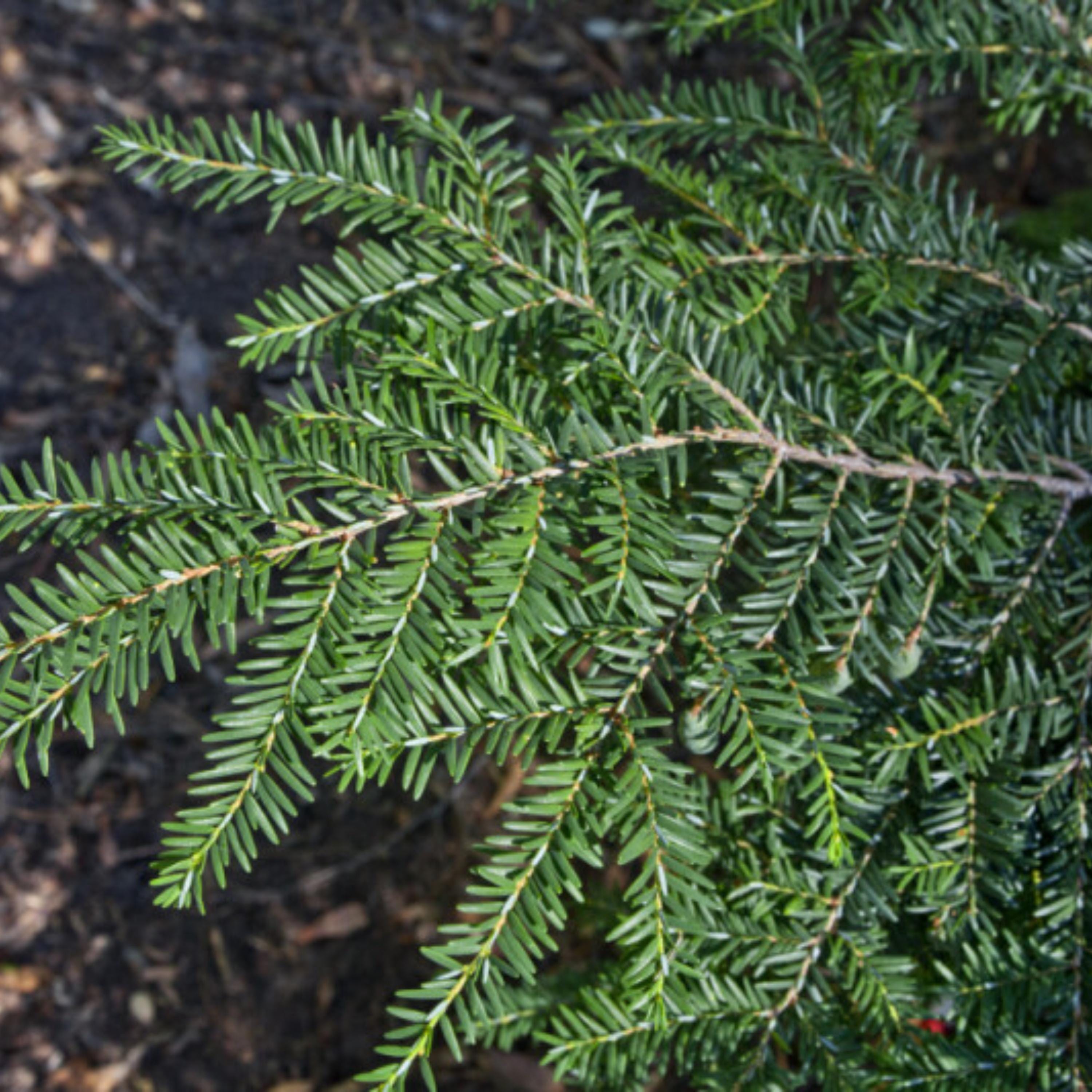 Eastern Hemlock Tree Seeds (tsuga Canadensis) | Hand-collected, Native ...