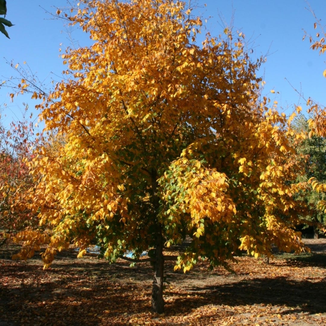 American Hophornbeam Tree Seeds: Native Shade Tree (ostrya Virginiana ...