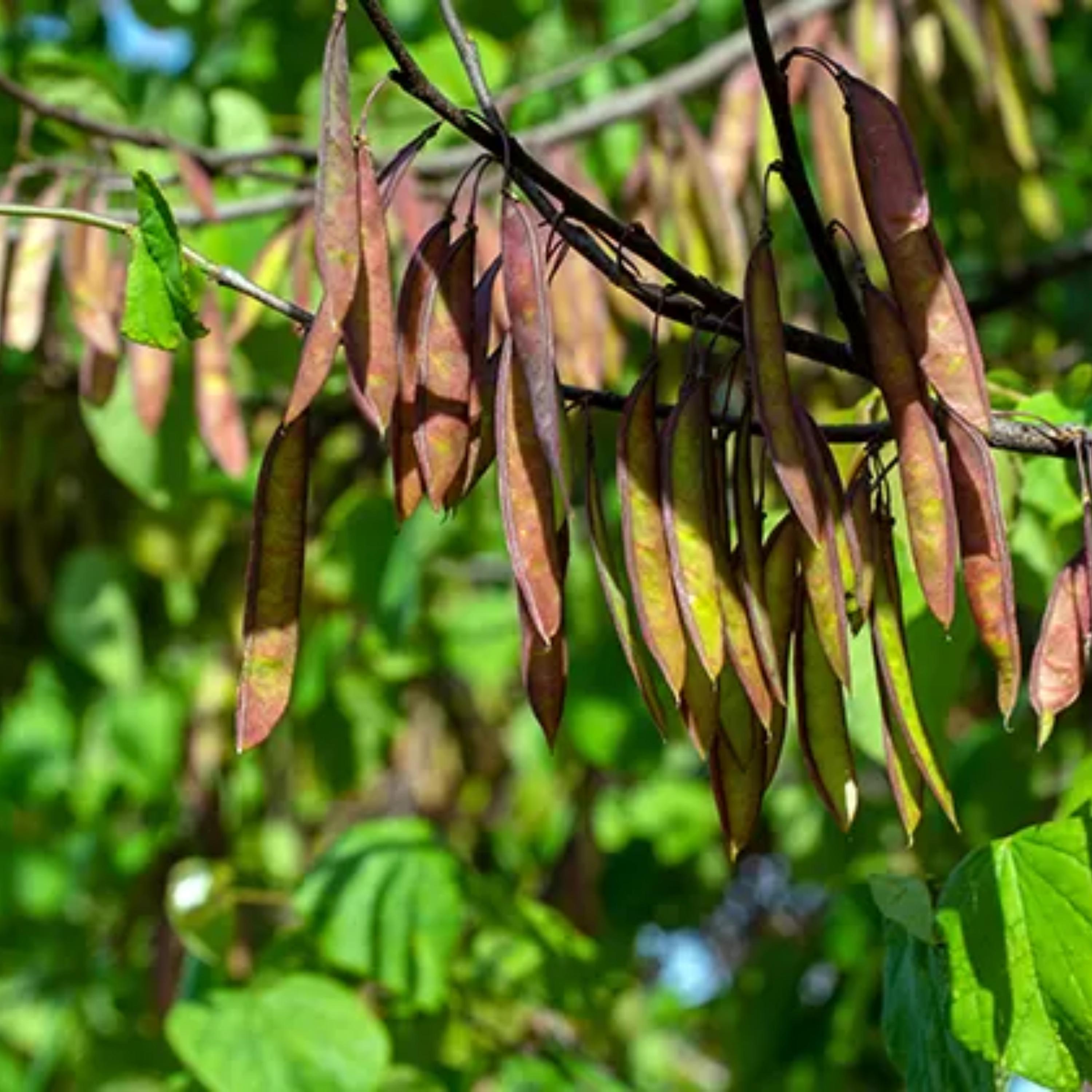 Eastern Redbud Tree Seeds (cercis Canadensis) | Native Flowering Tree ...