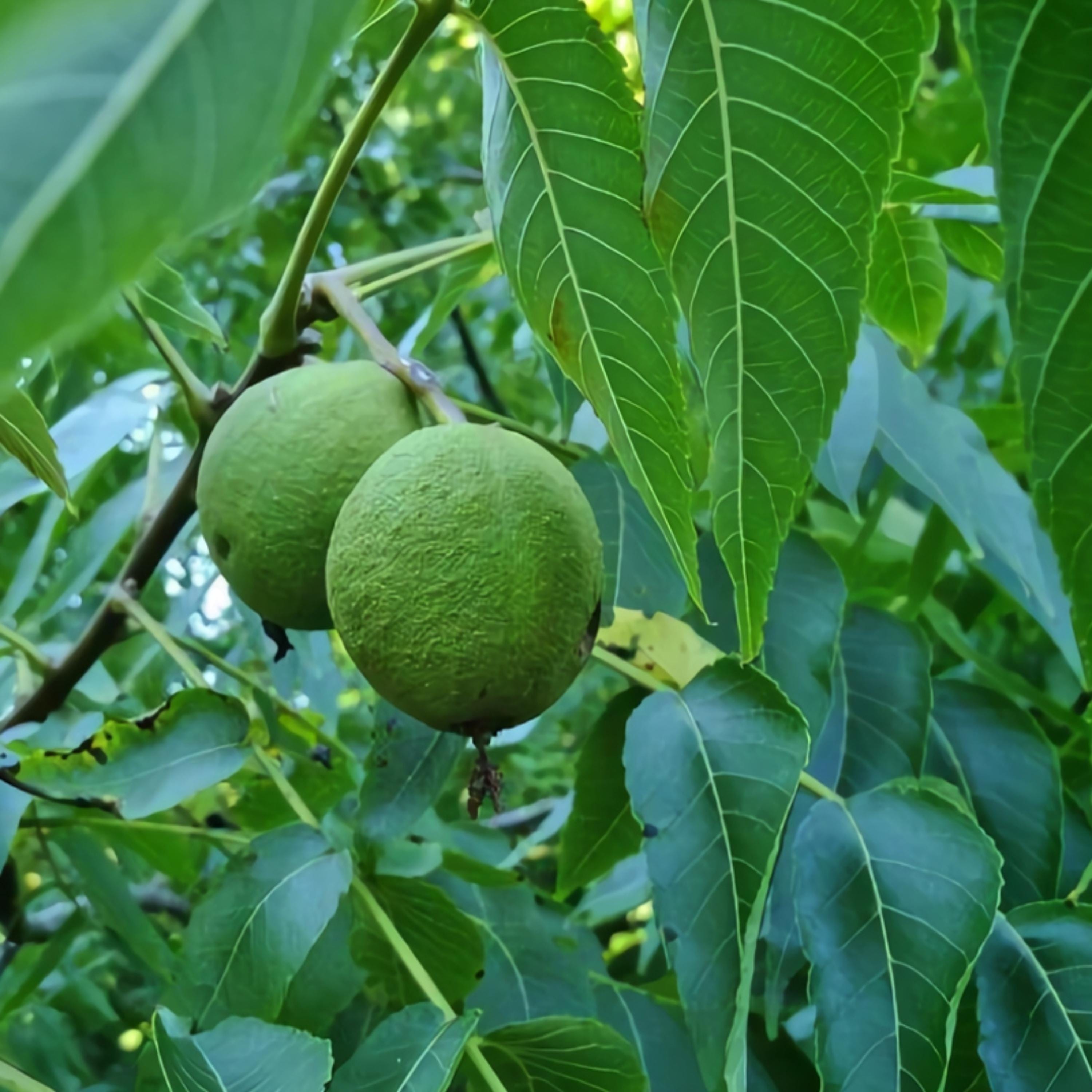 Butternut Tree Seeds | White Walnut | (juglans Cinerea) - Etsy