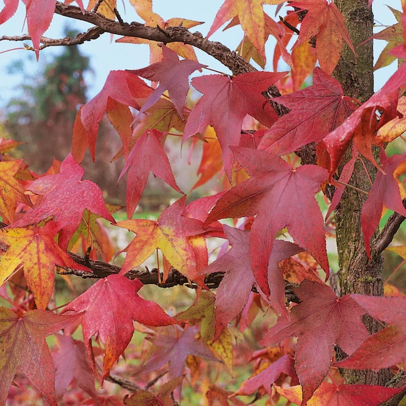 Sweet Gum Tree Seeds Fast-growing Shade Tree With Star-shaped Leaves ...