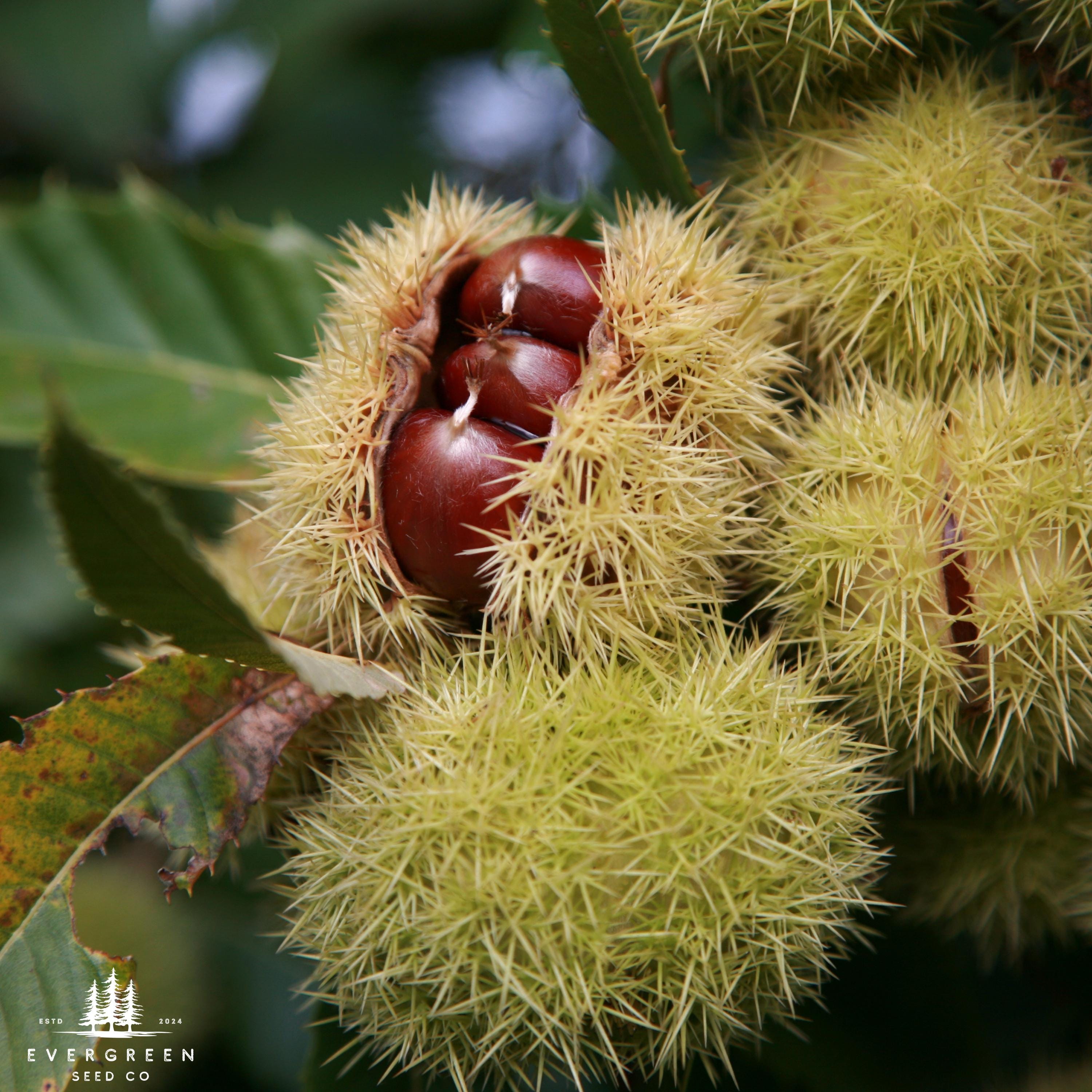 SOLD OUT- Dunstan Chestnut Seeds | Blight-resistant, Fast-growing ...