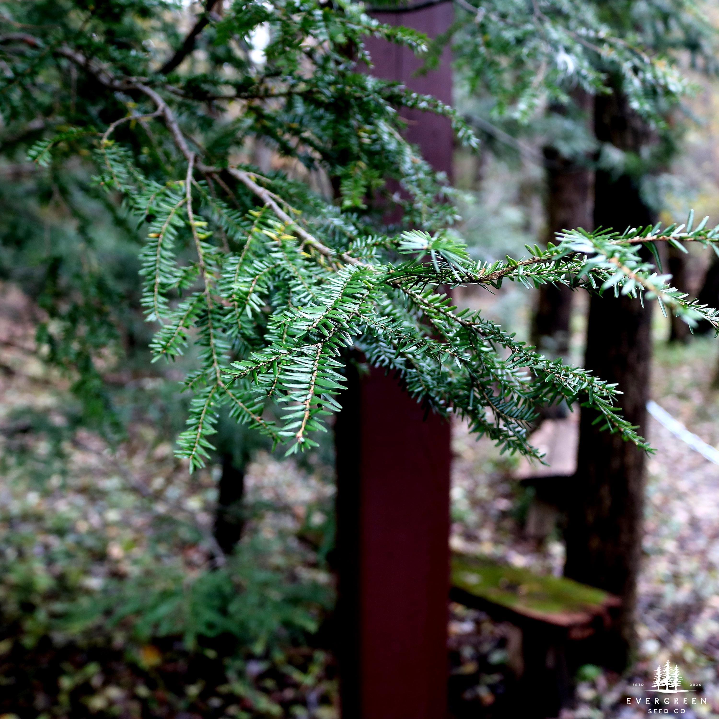 Eastern Hemlock Seeds (tsuga Canadensis) | Rare Native Evergreen for ...