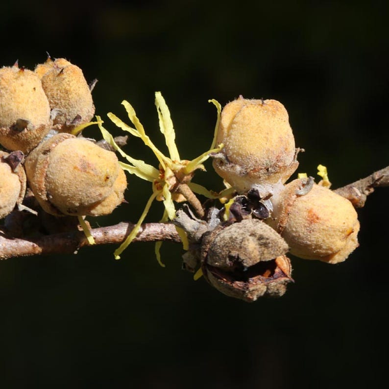 American Witch Hazel Tree Seeds | (hamamelis Virginiana) - Etsy