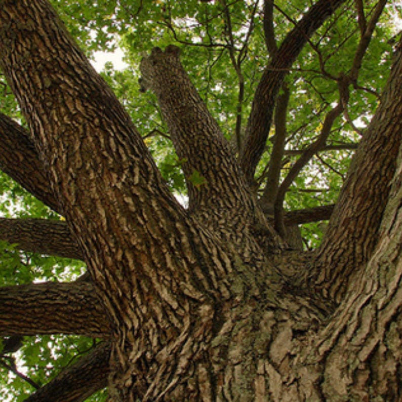 Sweet Gum Tree Seeds Fast-growing Shade Tree With Star-shaped Leaves ...