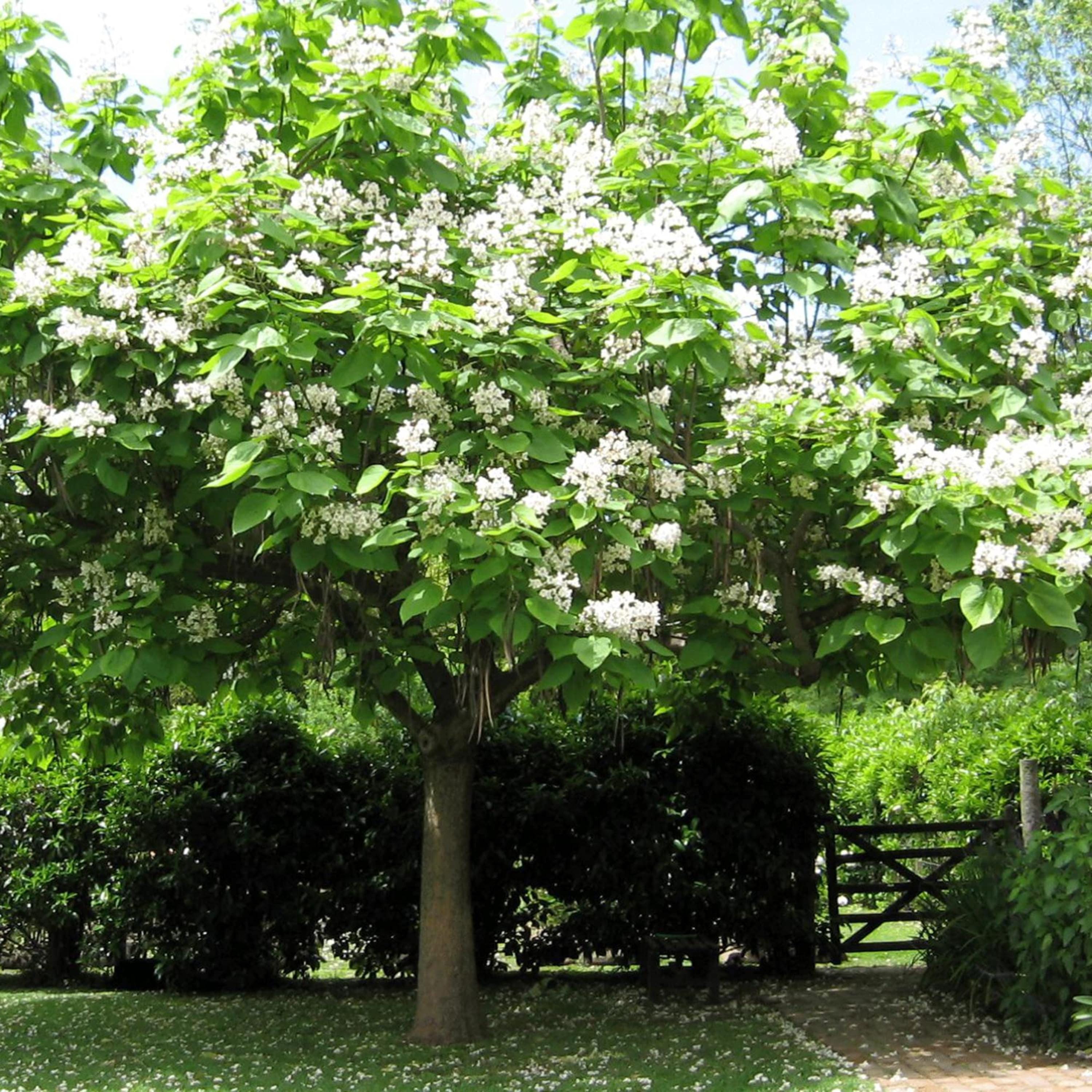 Southern Catalpa Tree Seeds catalpa Bignonioides Fast-growing Shade ...