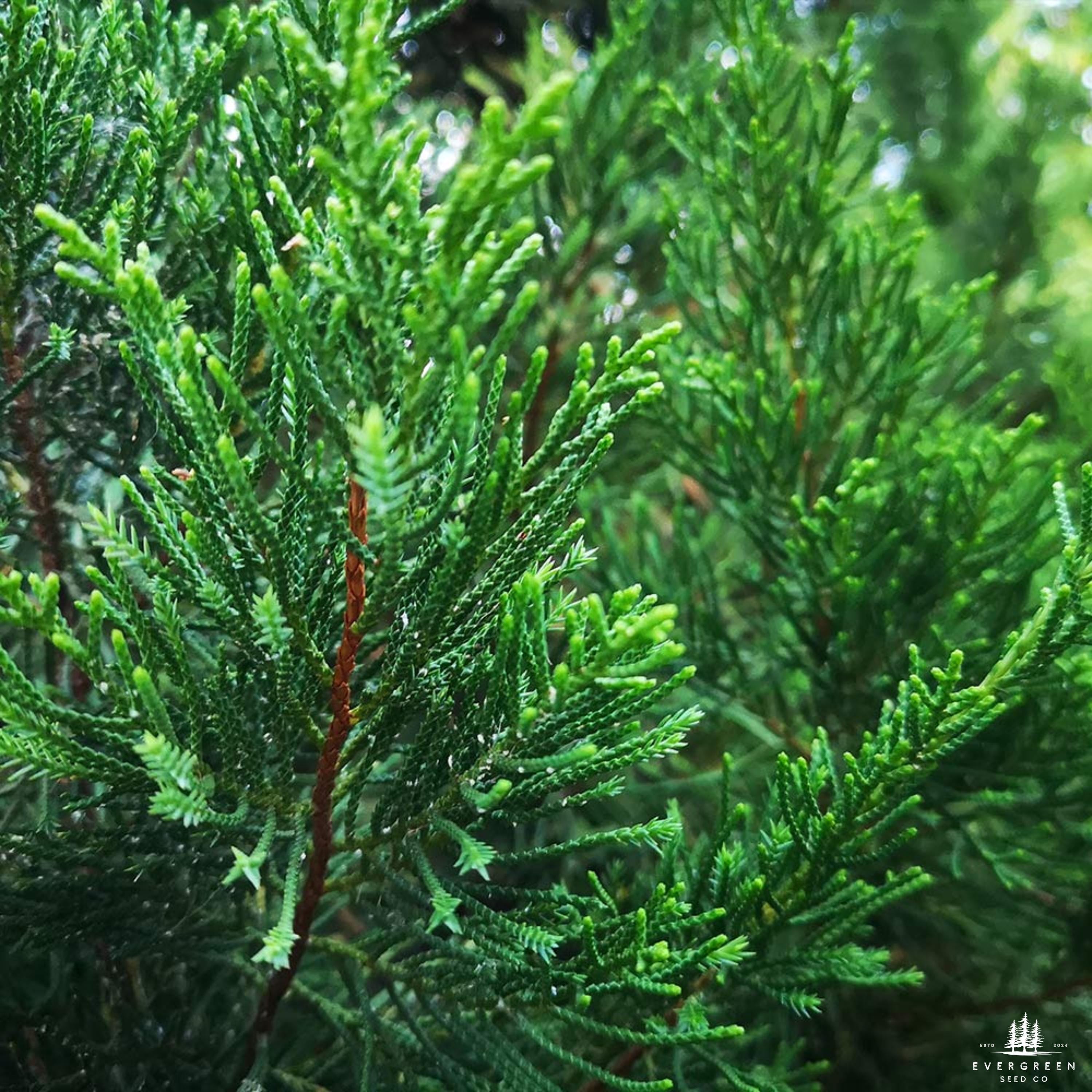 Eastern Red Cedar Tree Seeds | Juniperus Virginiana | Hardy Midwestern ...