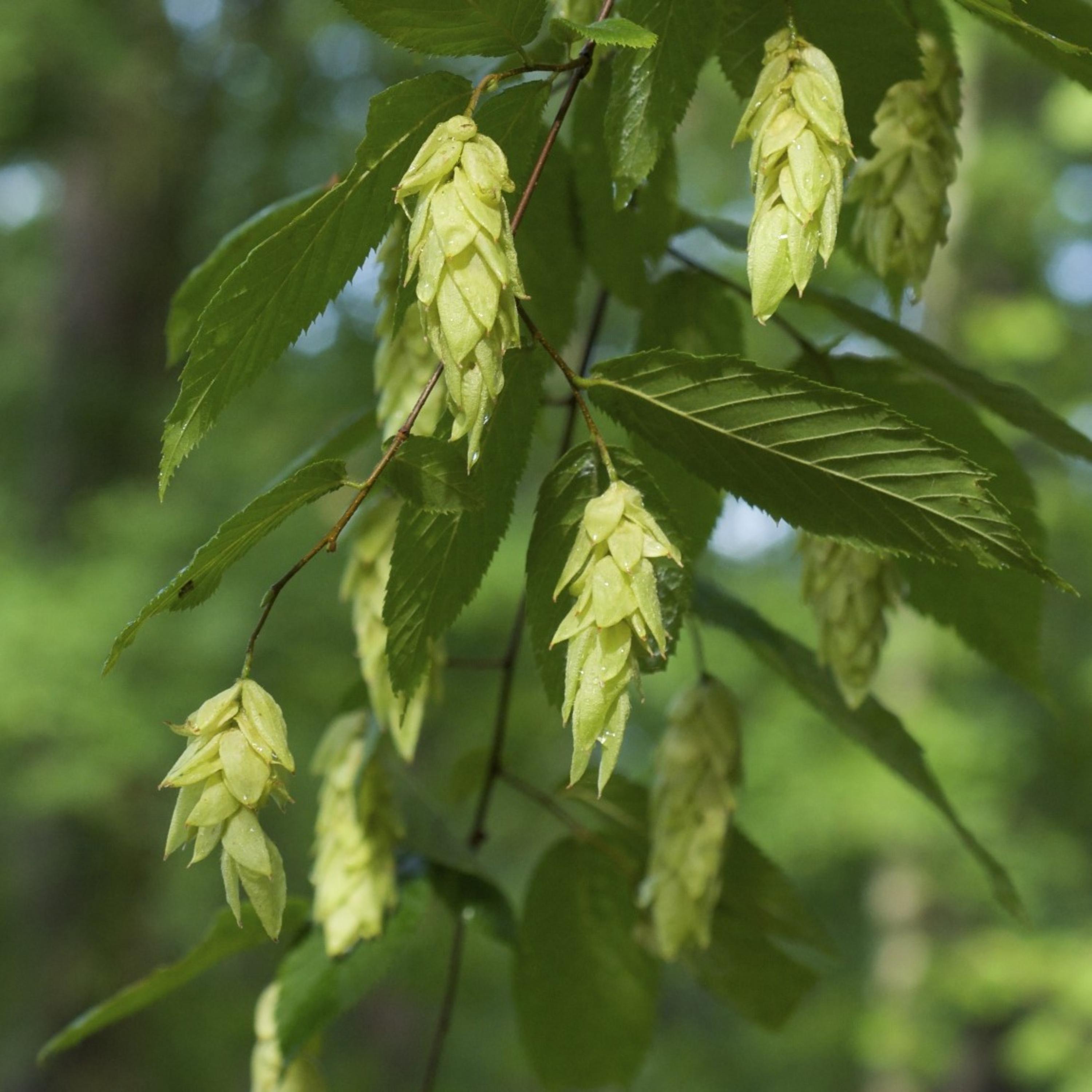 American Hophornbeam Tree Seeds: Native Shade Tree (ostrya Virginiana ...