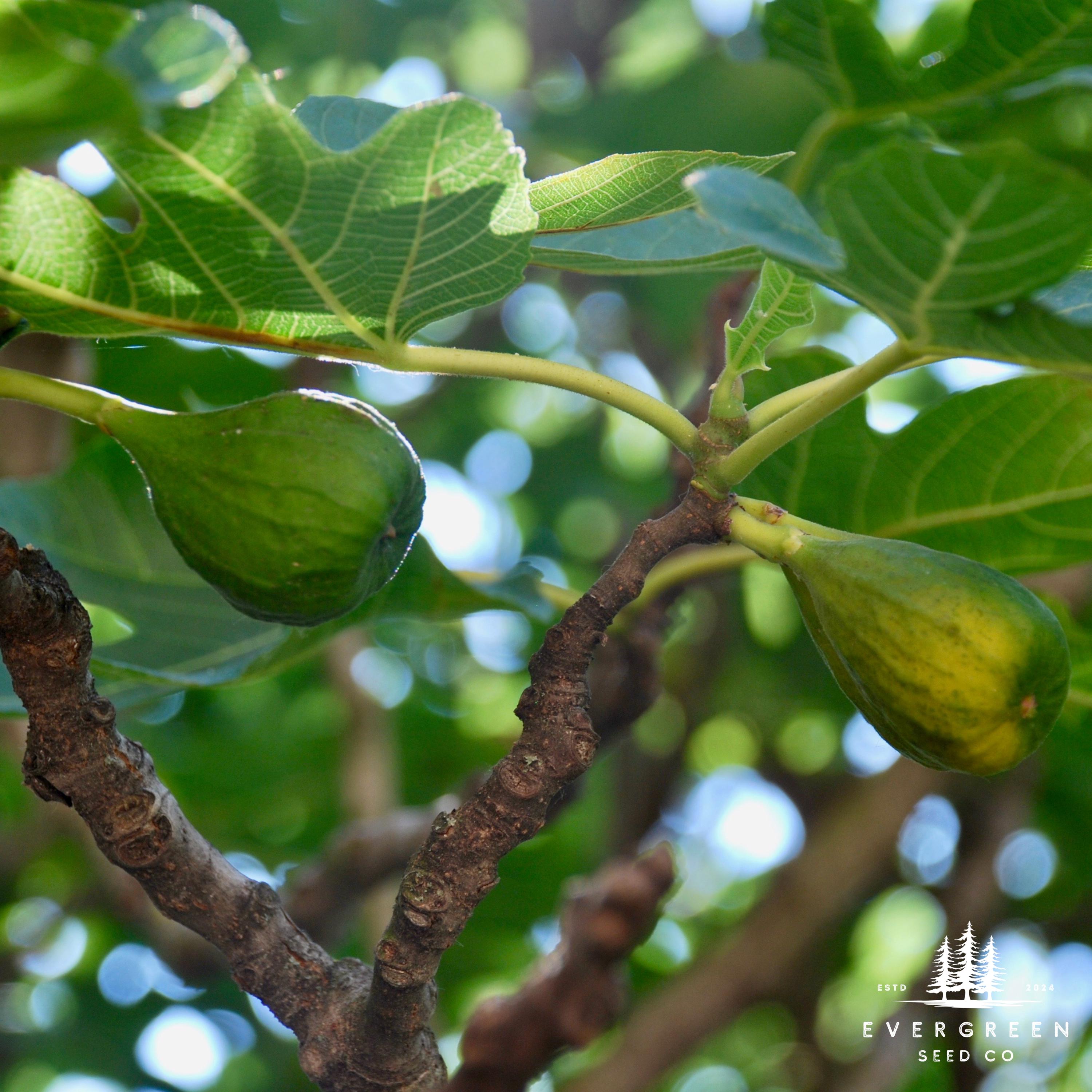 Fig Tree Seeds (ficus Carica) | Hardy, Fast-growing Fruit Tree for ...