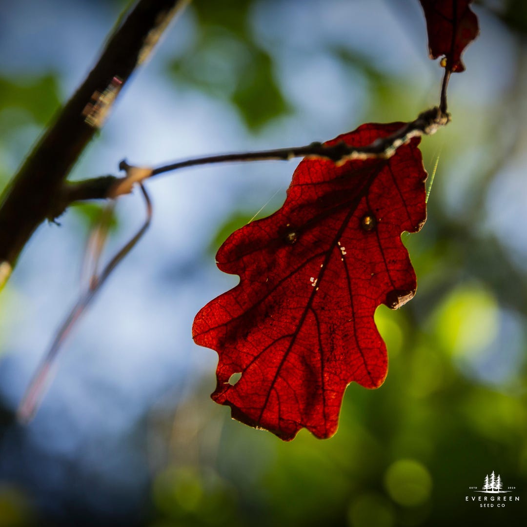 Northern Red Oak Tree Seeds | Quercus Rubra | Fast-growing Hardwood for ...
