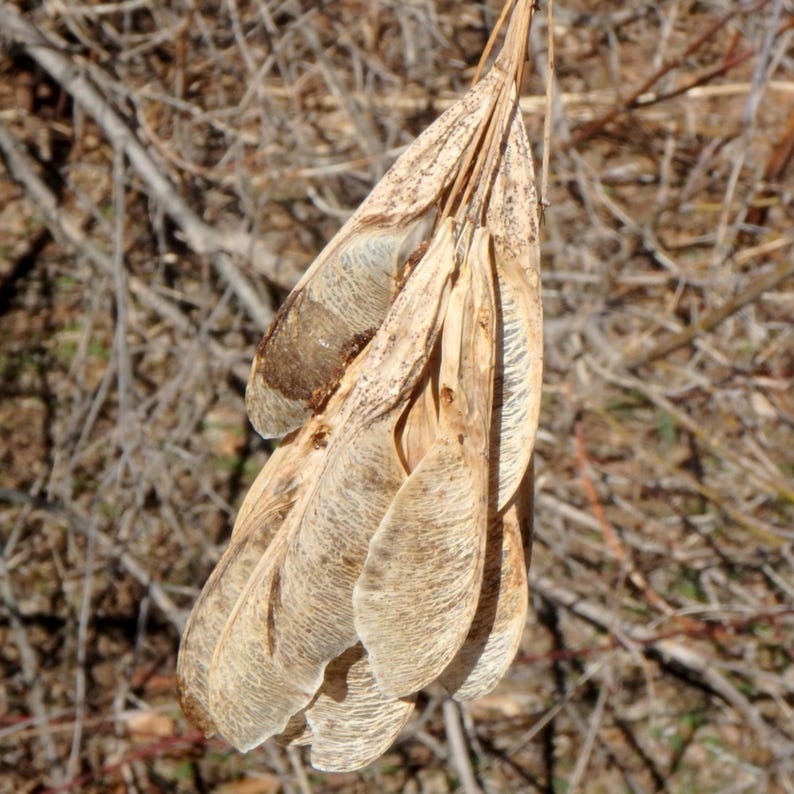 Box Elder Tree Seeds: Acer Negundo, Fast Growing Shade Tree - Etsy