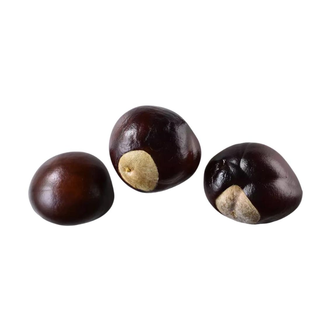 SOLD Out-american Buckeye Tree Seeds: Native Shade Tree With Fall Color ...