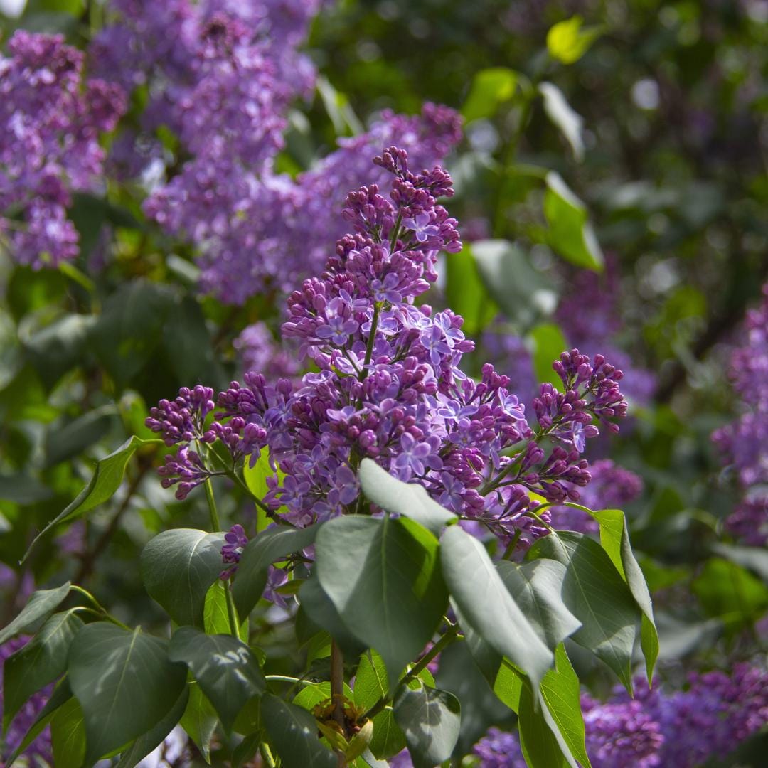 Common Lilac Tree Seeds | Syringa Vulgaris | Fragrant, Fast-growing ...