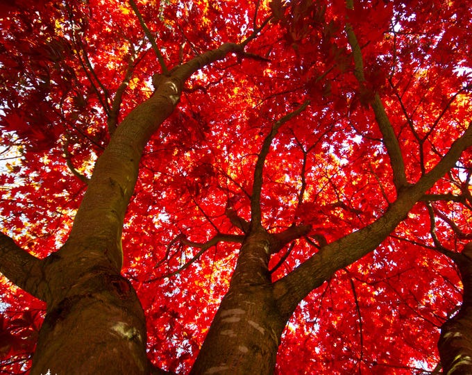 Red Maple Tree Seeds (acer Rubrum) | Hardy, Fast-growing Native for ...